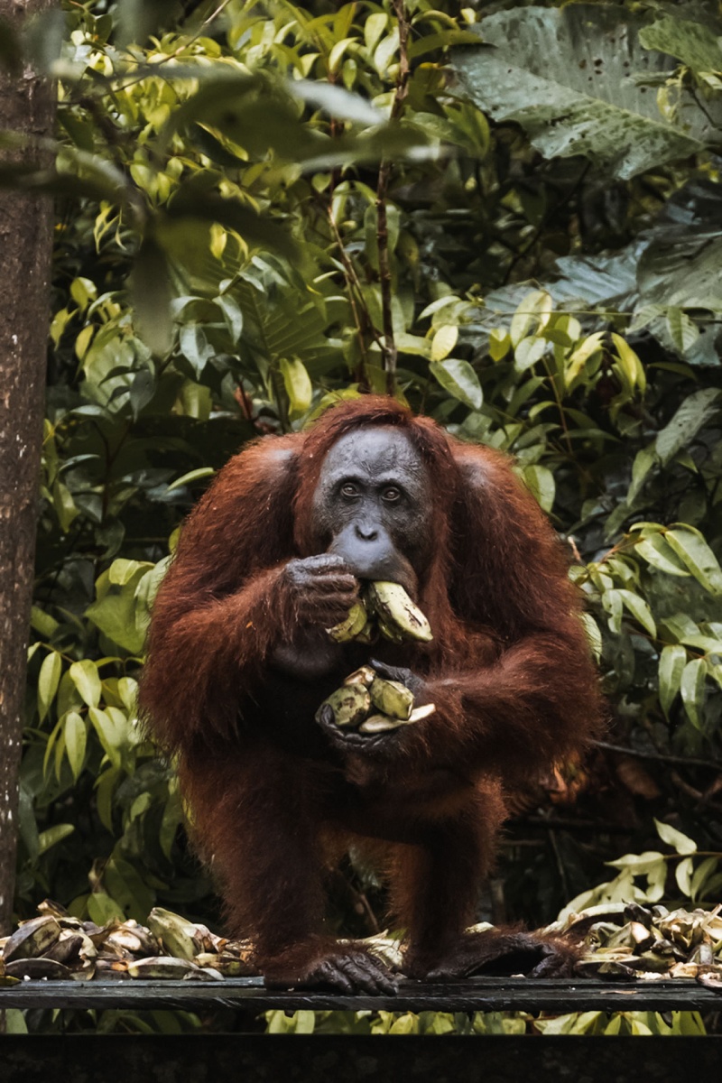Orangutans | Indonesia
